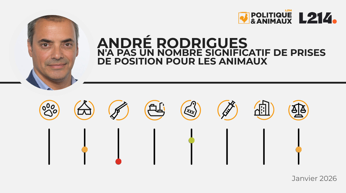 André Rodrigues - Politique & Animaux