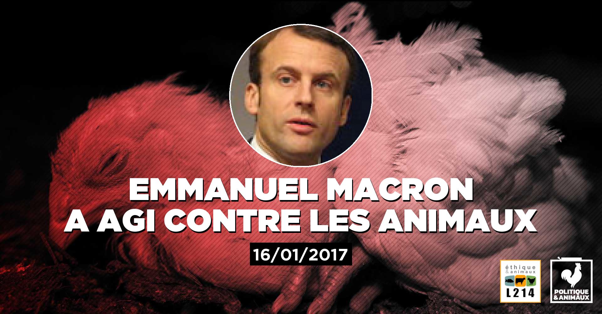 Emmanuel Macron promeut l'élevage intensif des poulets - Politique ... Emmanuel Macron promeut l'élevage intensif des poulets - Politique ...