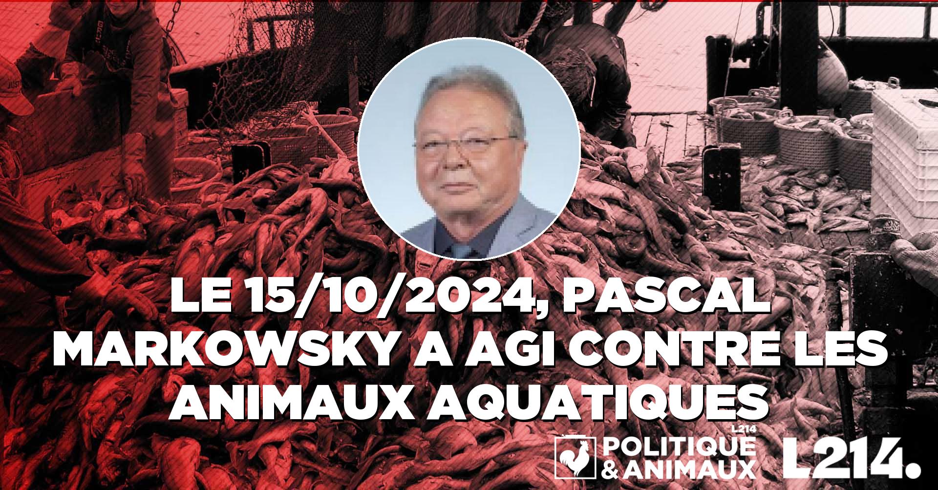 Dauphins victimes de la pêche: Pascal Markowsky demande au gouvernement ...