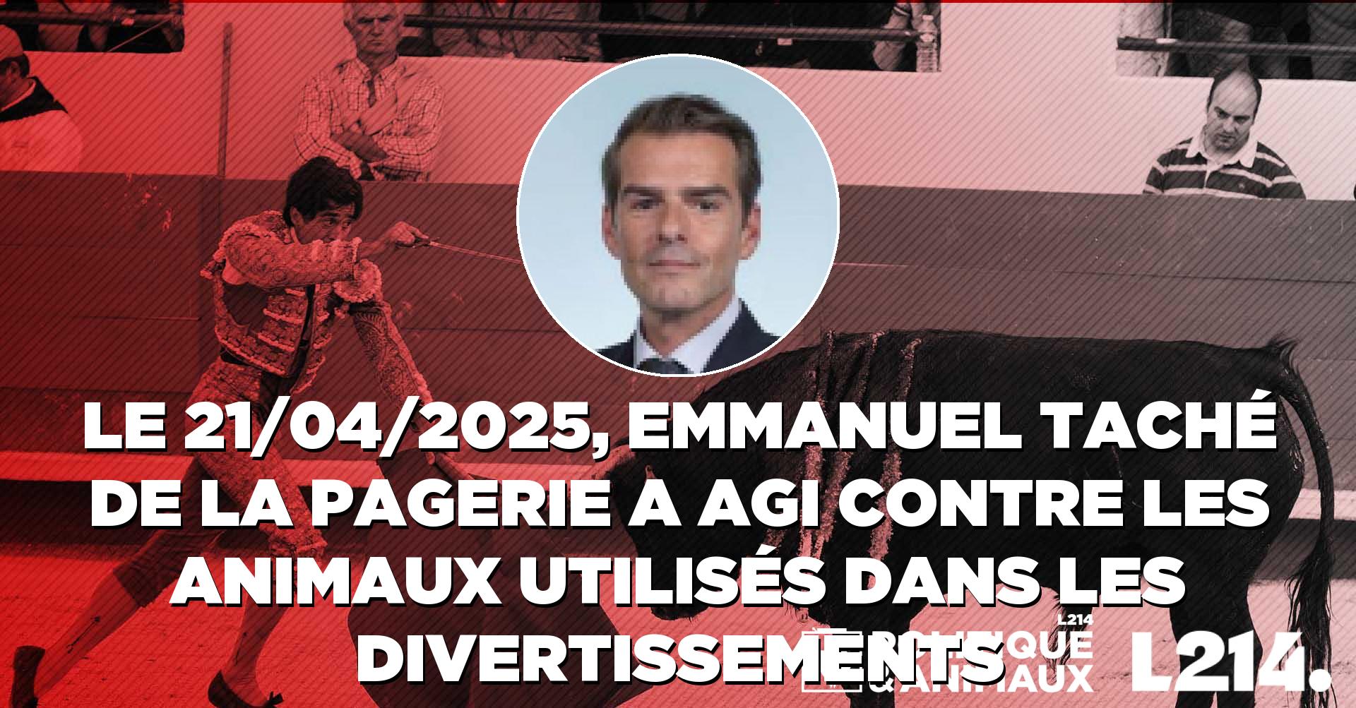 Le député Emmanuel Taché de la Pagerie assiste aux corridas de la féria ...
